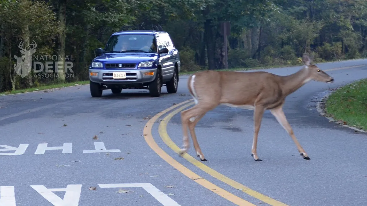 Avoid Wildlife Hazards on Roads - Get Drivers Ed Expert Tips
