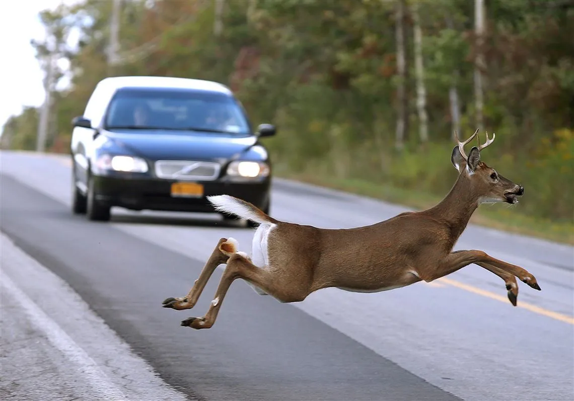 What To Do After Hitting a Deer - Essential Tips From Get Drivers Ed